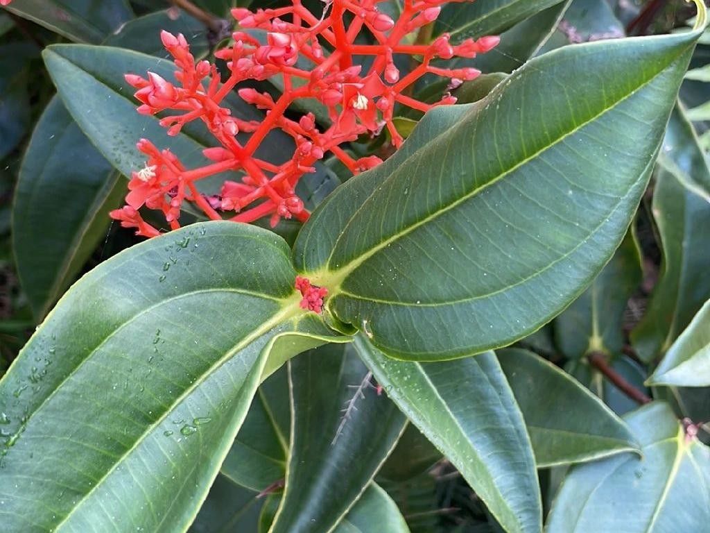 How Can Chinese ixora Enhance Your Landscape Design?