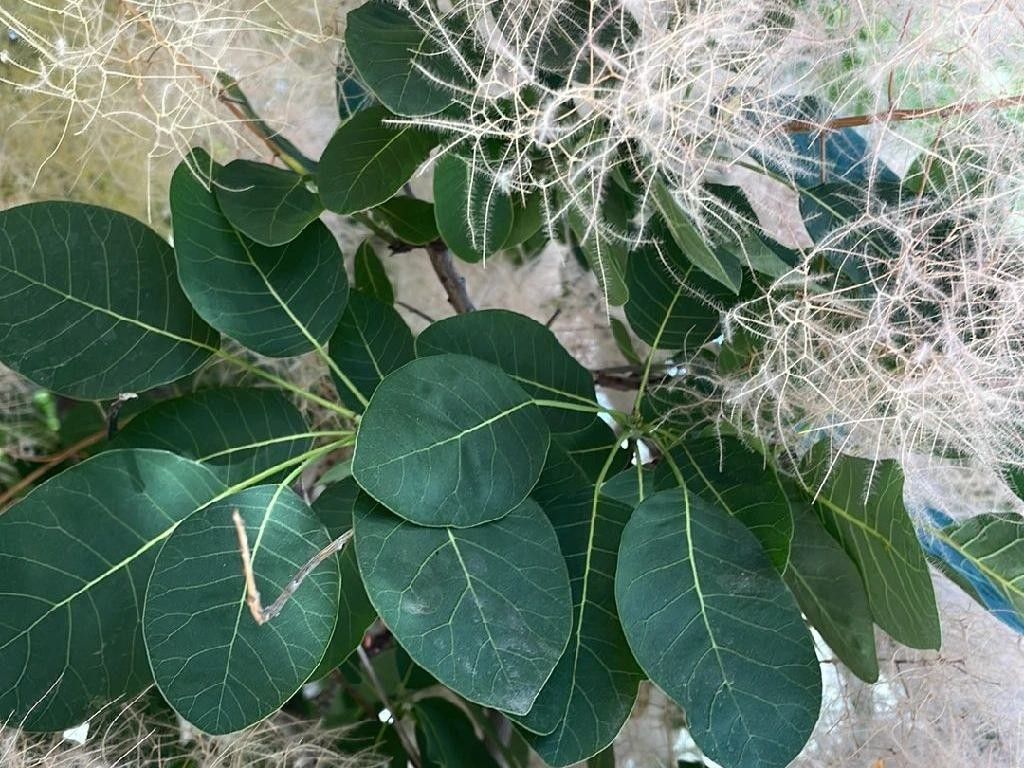 How Can Smoketree Enhance Your Landscape Design?
