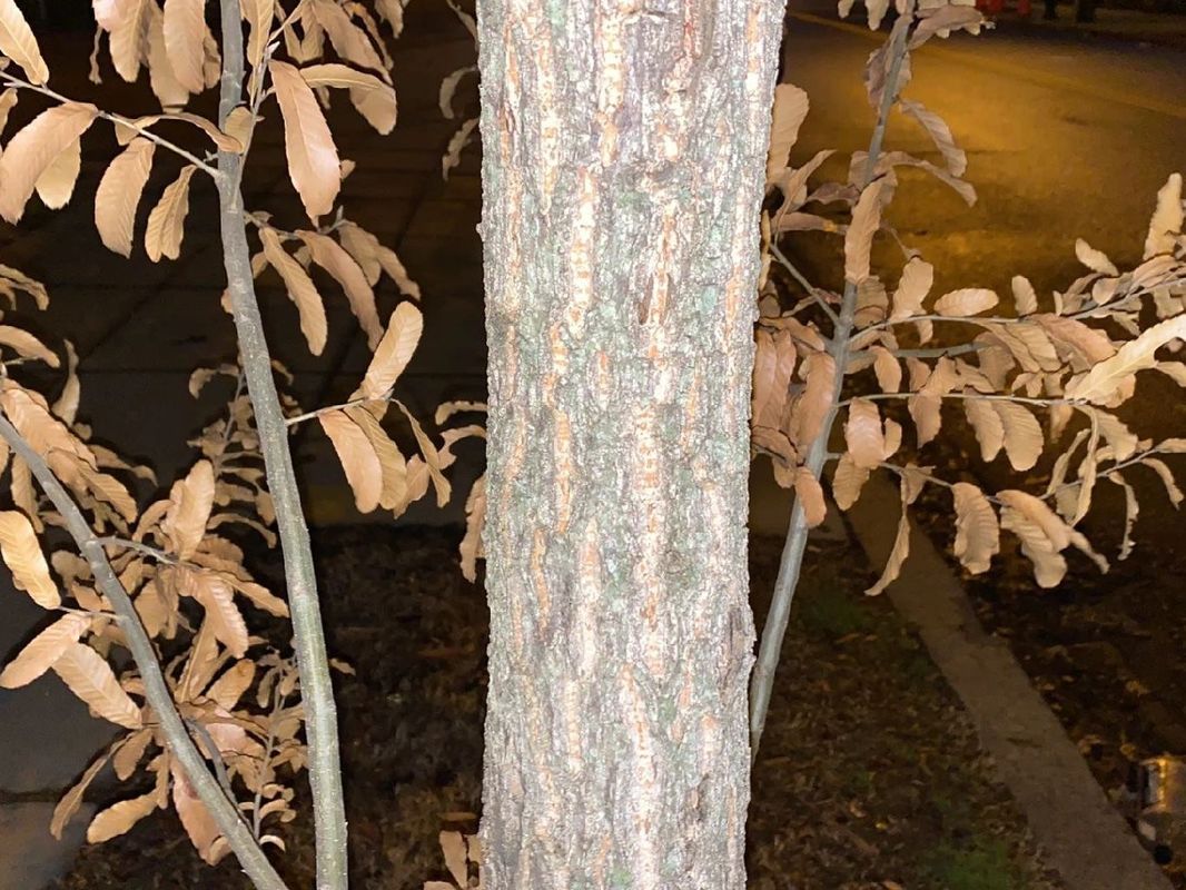 How Can Sawtooth oak Enhance Your Landscape Design?