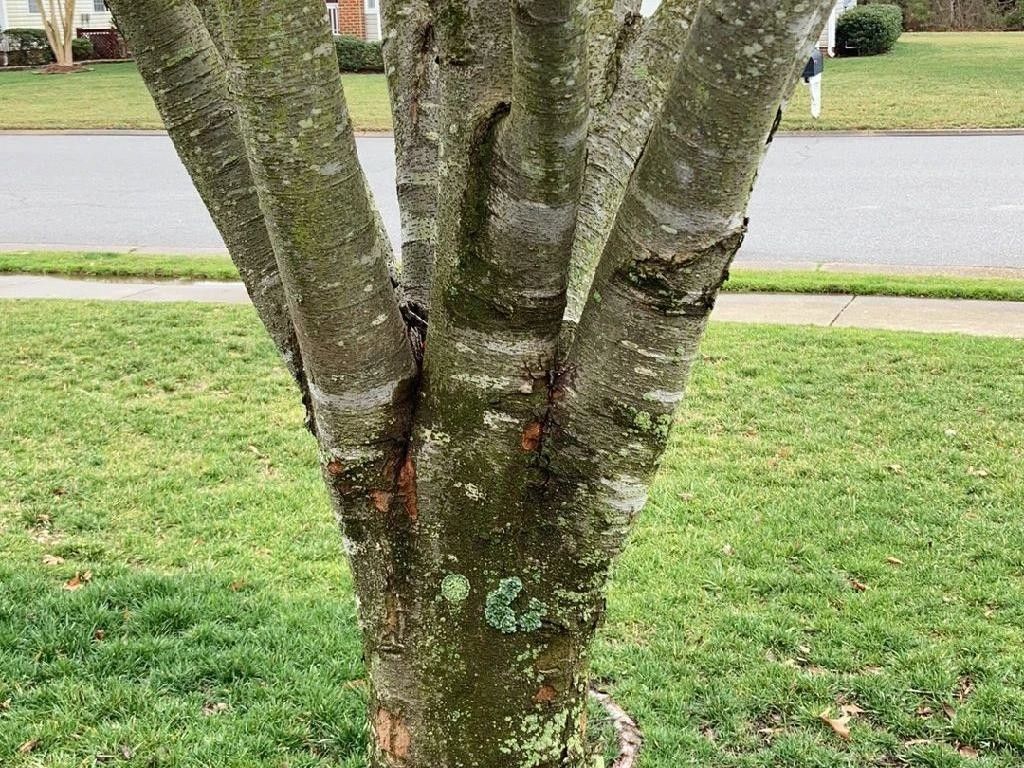 How Can Canadian serviceberry Enhance Your Landscape Design?