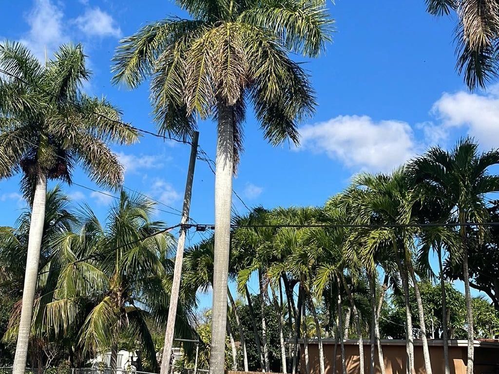 How Can Cuban royal palm Enhance Your Landscape Design?