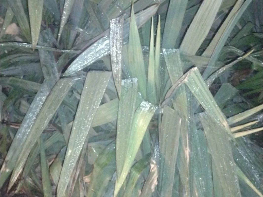 How Can Spanish dagger Enhance Your Landscape Design?