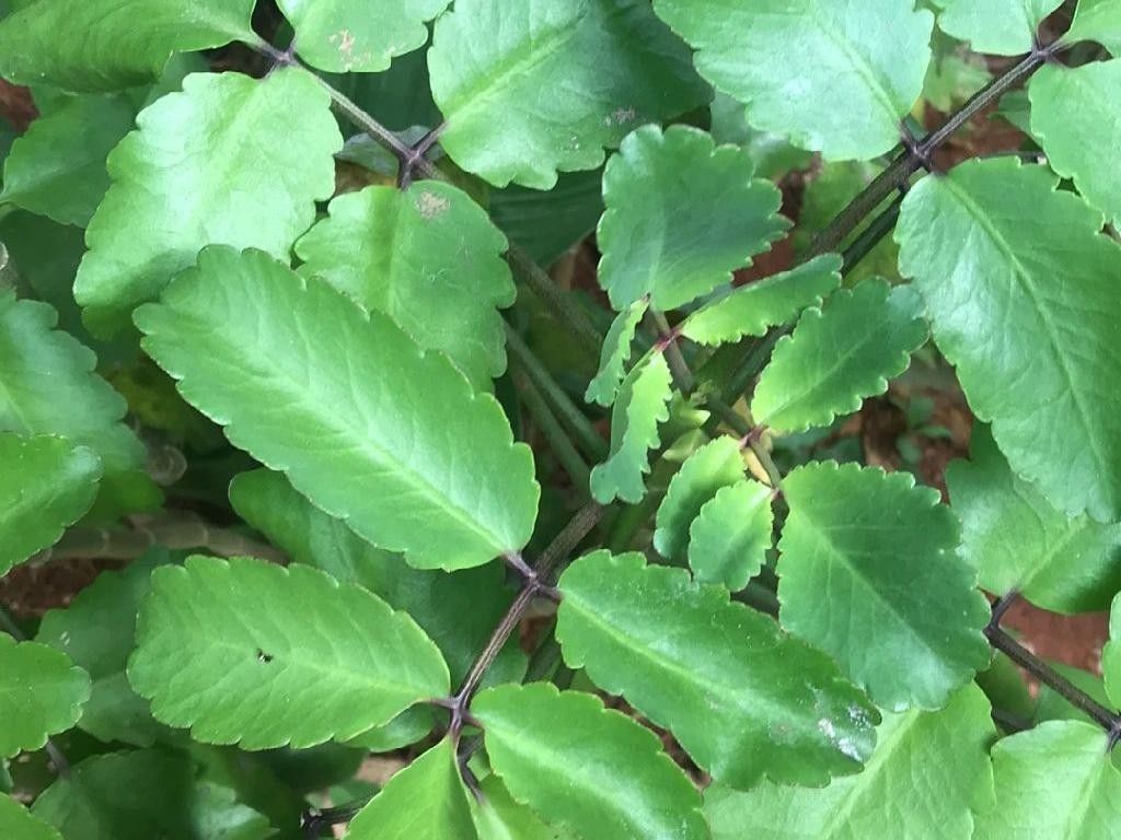 ¿Cómo puede Hoja del aire mejorar el paisajismo de su hogar?