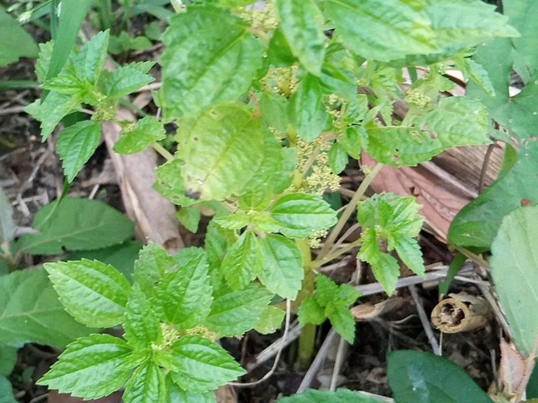 How Can Clearweed Enhance Your Home Landscaping?