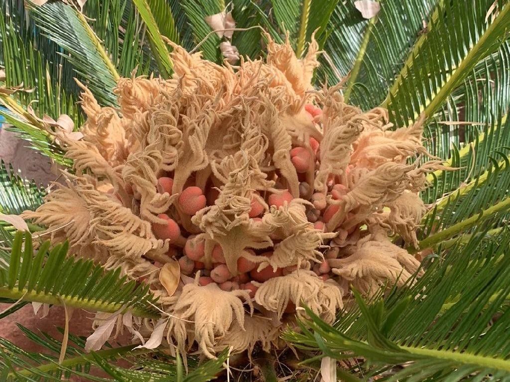 How Can Sago palm Enhance Your Landscape Design?