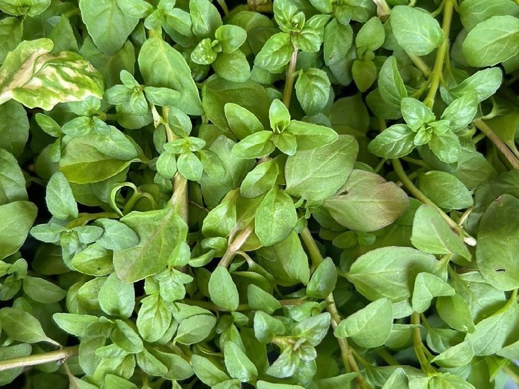 How Can Marsh seedbox Enhance Your Garden Landscape?