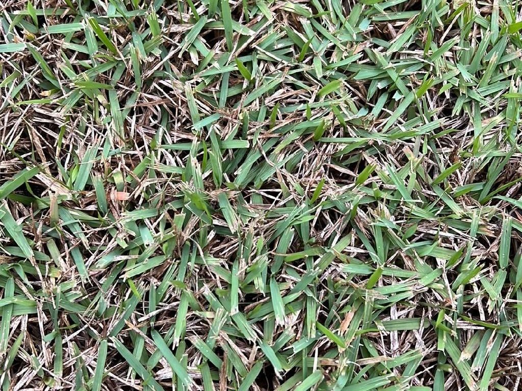 How Does Buffalo grass Enhance Your Landscape Design?