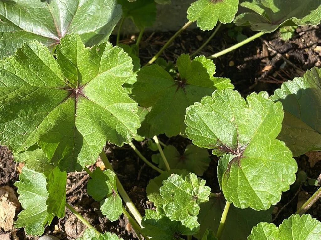 How Can Common mallow Enhance Your Landscape Design?