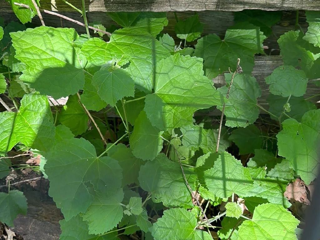 How to Incorporate Wax mallow into Your Landscape Design