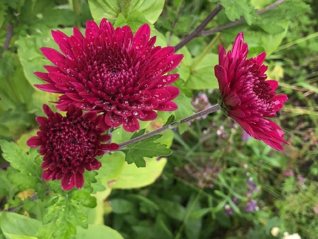 How Can China aster Enhance Your Landscape Design?