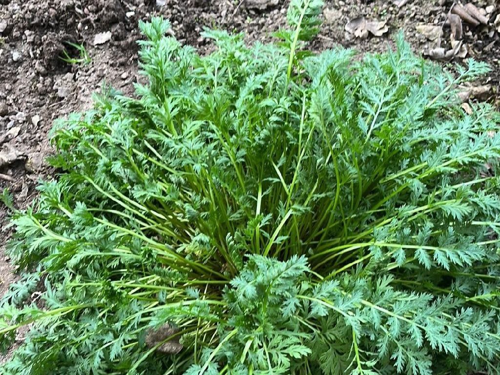 How Can Pyrethrum Enhance Your Garden Landscape?