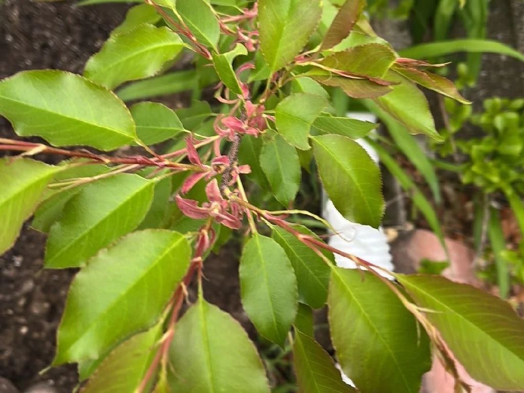 ¿Cómo utilizar Cerezo criollo para un impresionante diseño paisajístico?