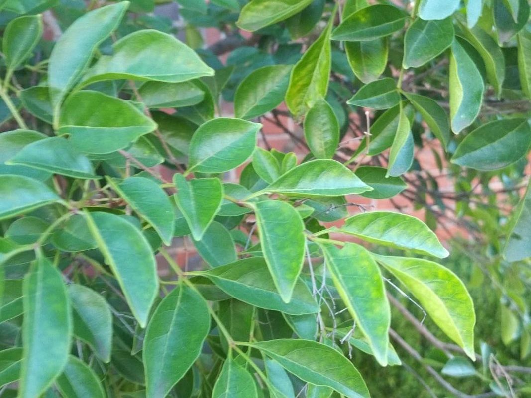 How to Enhance Your Yard with Griffith's ash: A Landscaping Guide