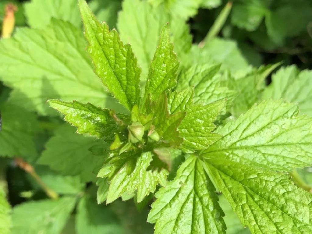 How Can Wood avens Enhance Your Landscape Design?