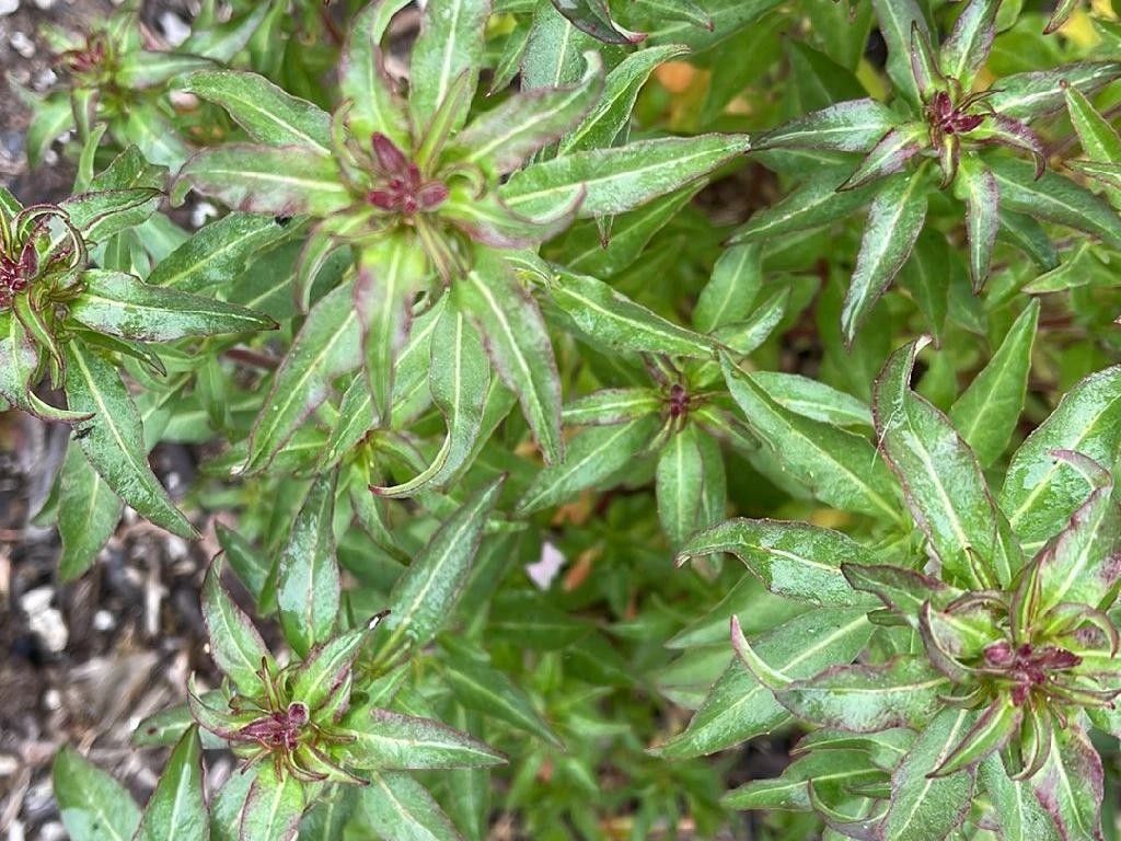 ¿Cómo Mejora Godesia la Estética de Su Jardín?