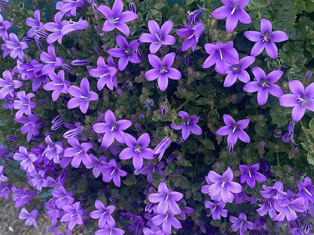 How Does Wall bellflower Enhance Your Landscaping Aesthetics?