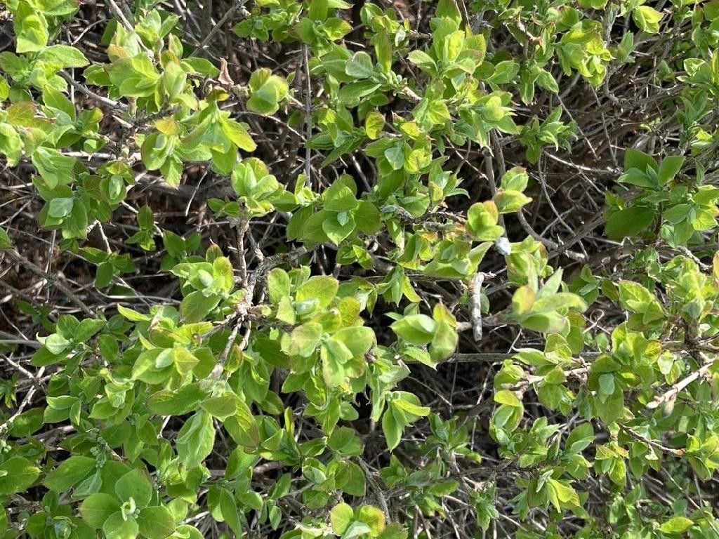 ¿Cómo puede Cerecillo mejorar el paisaje de su jardín?