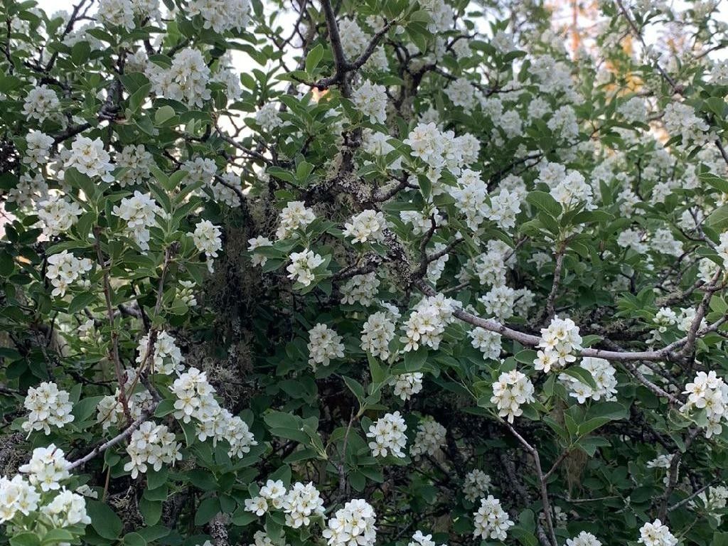 How Can Western serviceberry Enhance Your Landscape Design?