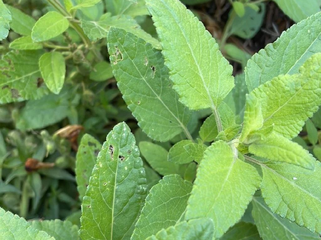 How Does Scarlet sage Enhance Your Landscaping Aesthetics?