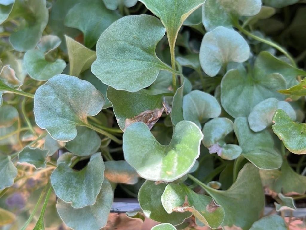 ¿Cómo Mejora Oreja de ratón el Diseño de Tu Jardín?