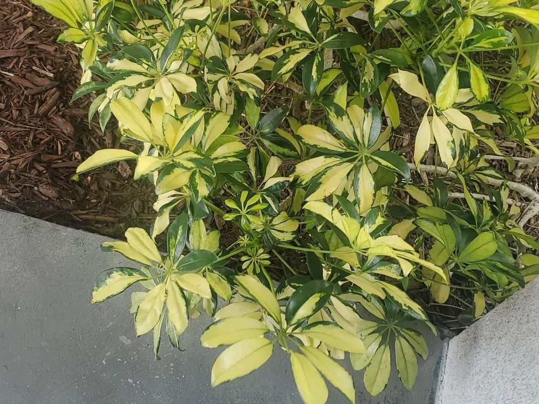 How to Use Dwarf umbrella tree for Stunning Landscaping? Tips and ...