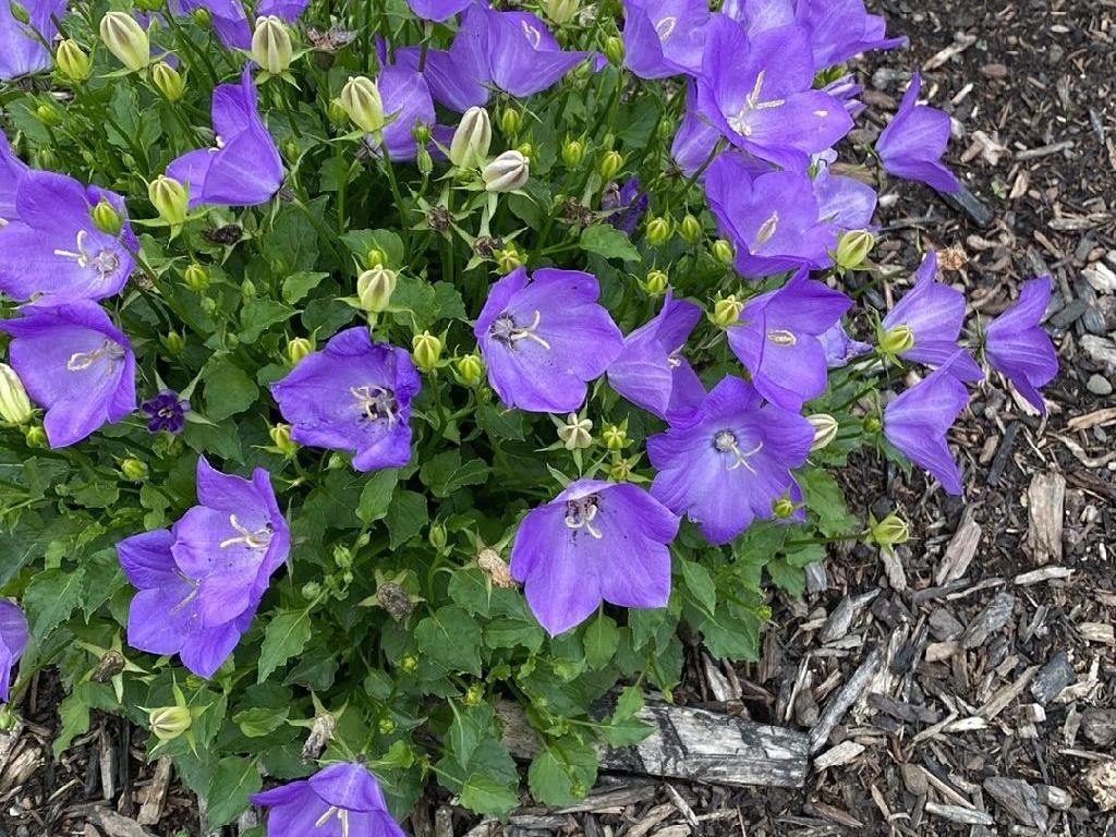How Can Tussock bellflower Enhance Your Garden Landscape?
