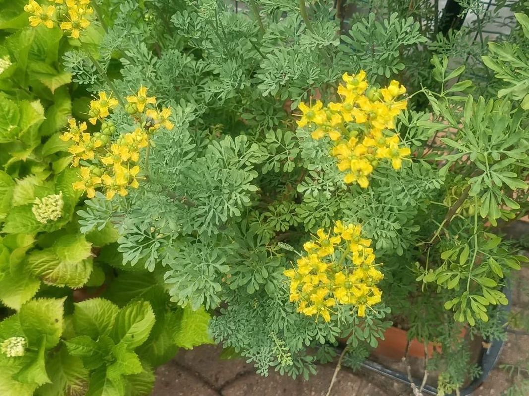 Why Won't My Rue Bloom? Understanding Ruta graveolens Flowering Issues