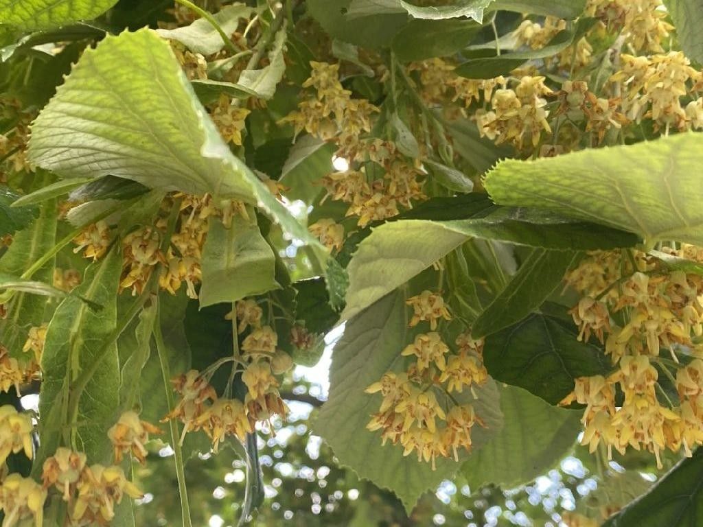 ¿Por qué no florece mi Tilo? Desentrañando los problemas de floración ...