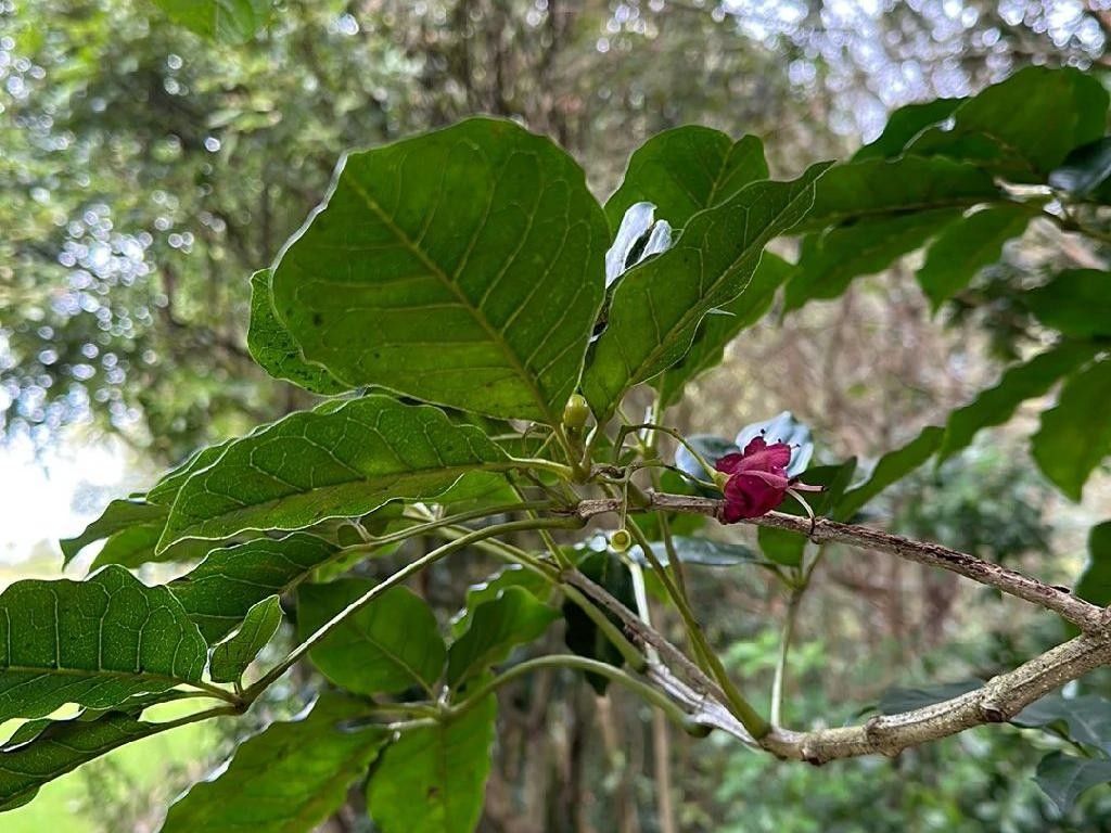 Why Your Puriri Tree Won't Bloom: Understanding Vitex lucens