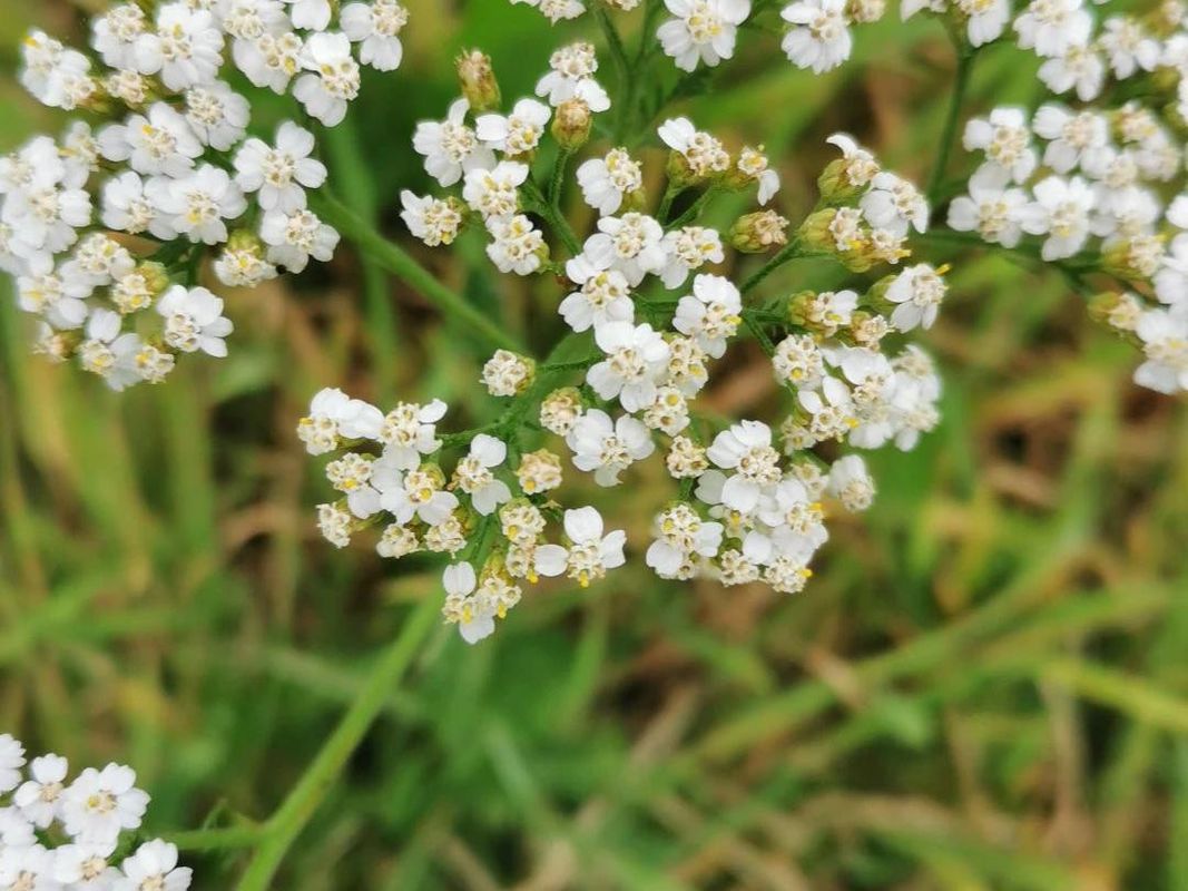 Why Your Noble yarrow Won't Bloom: Understanding Achillea nobilis ...