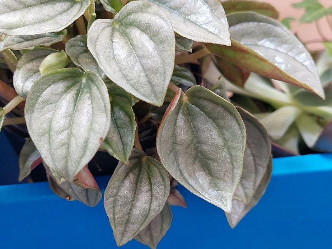 How to Repot Your Watermelon peperomia: A Step-by-Step Guide