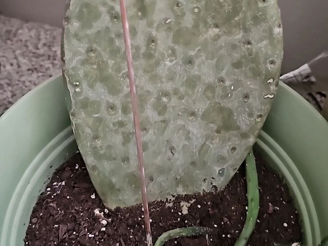 Cómo Trasplantar Tu Nopal: Guía Paso a Paso