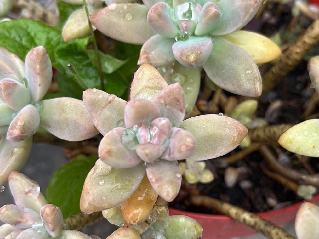 How to Repot Your Graptosedum Francesco Baldi: A Step-by-Step Guide