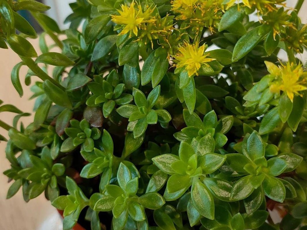 How to Repot Your Stringy stonecrop: A Simple Guide