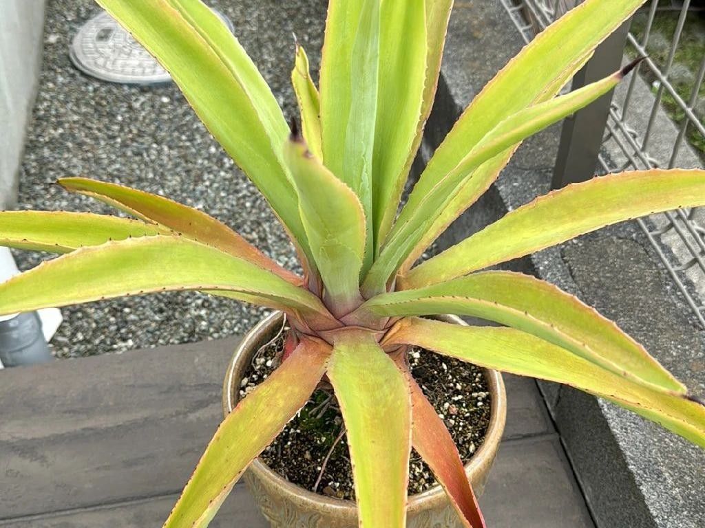 How to Repot Your False aloe for Healthy Growth?