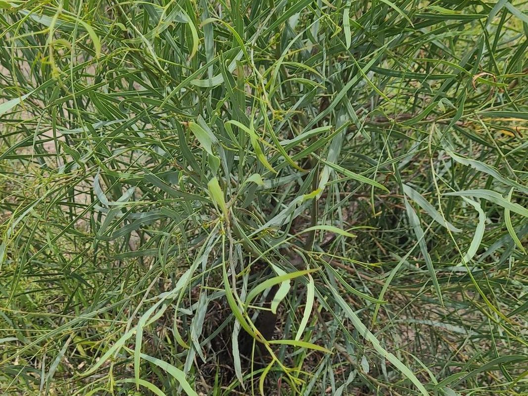 How Can Water wattle Transform Your Landscaping? Discover the Benefits