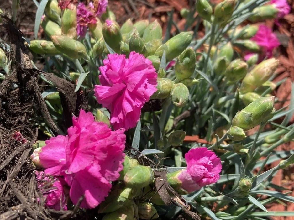 How Can Carnation Enhance Your Garden Landscape?