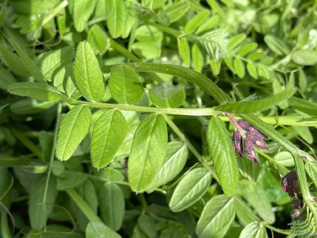 Hoe Versterkt Heggenwikke Je Landschap? Ontdek de Rol!