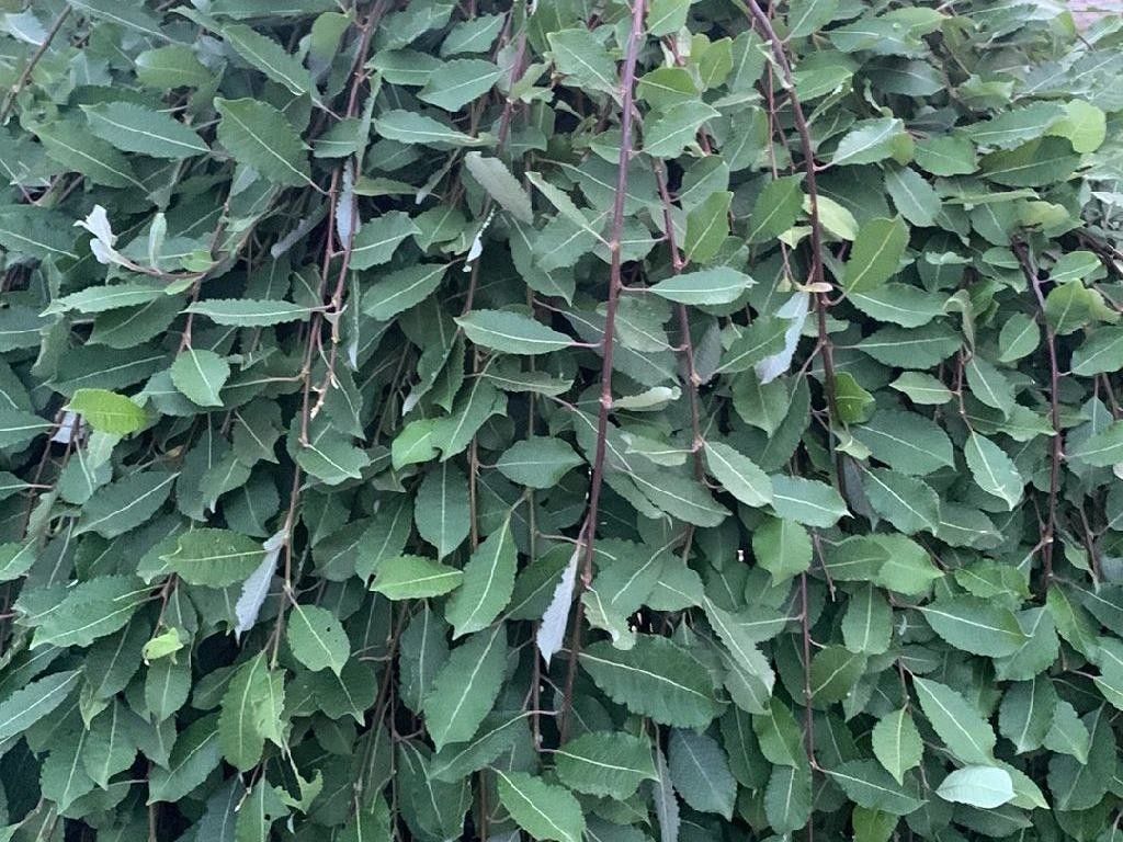 ¿Cómo puede Salix discolor mejorar el paisaje de tu jardín?