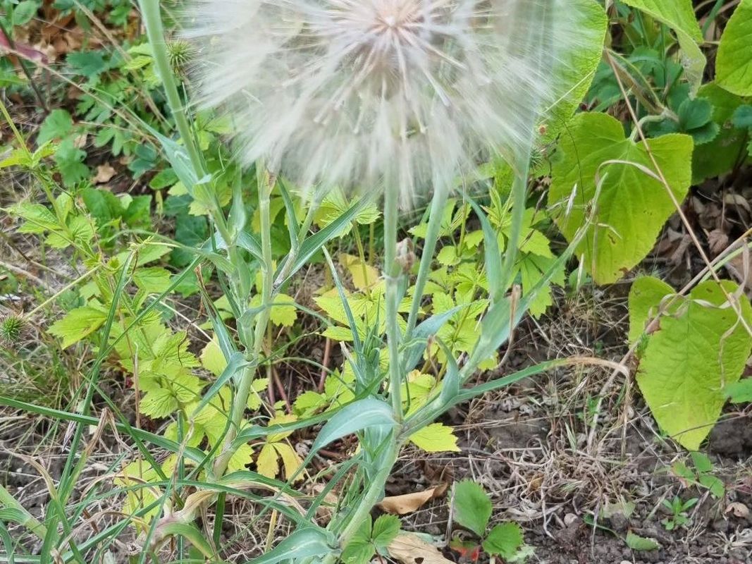 How Can Yellow salsify Enhance Your Landscape Design?