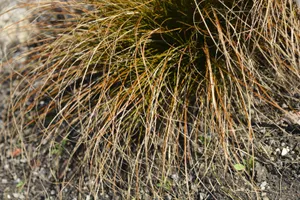 How to Transplant Sedge? (Ideal time, Methods, and Post Care)