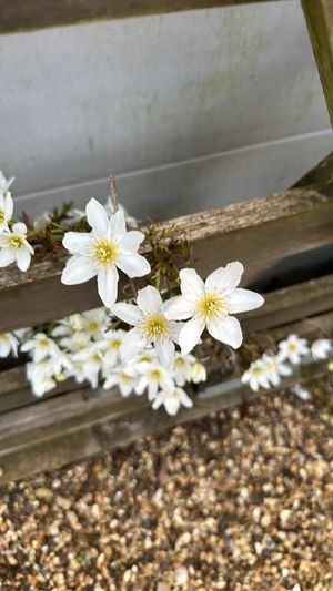 Clematis marmoraria - PictureThis