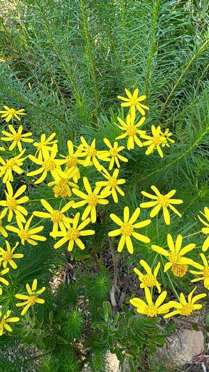 Euryops linifolius - PictureThis