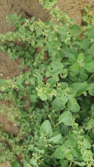 Cryptocarpus pyriformis - PictureThis