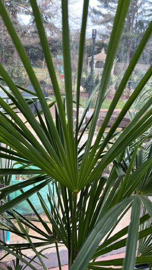 Buri palm - Corypha utan (Taxonomy, Characteristics, Flower, Images)