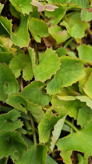 Centella erecta - PictureThis