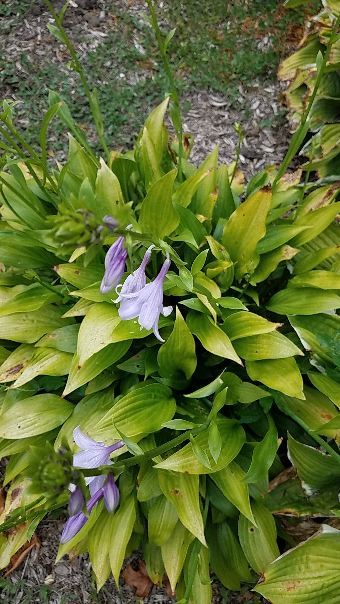 Hosta clausa - PictureThis