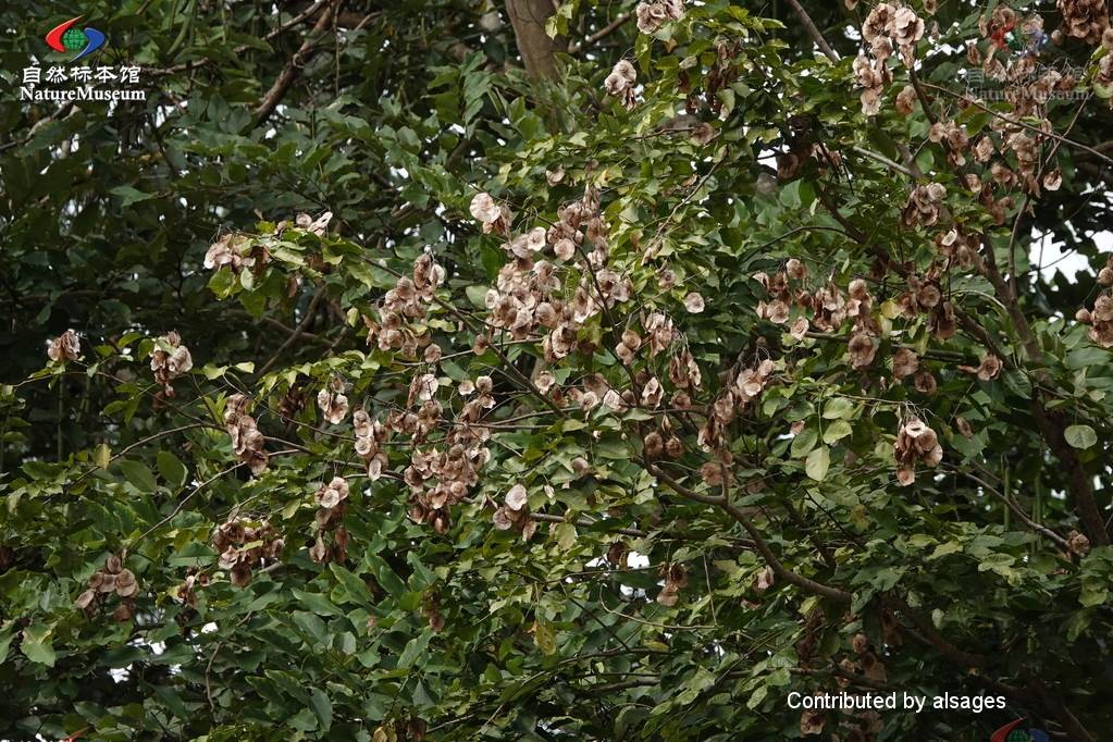 Птерокарпус индийский (Pterocarpus indicus) - PictureThis