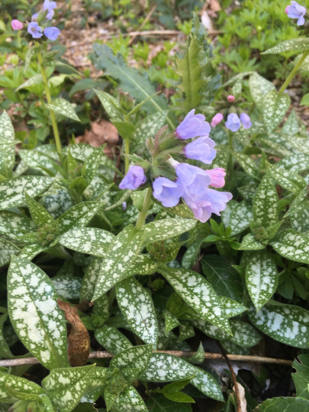 Pulmonaria Opal 'Ocupol' - PictureThis