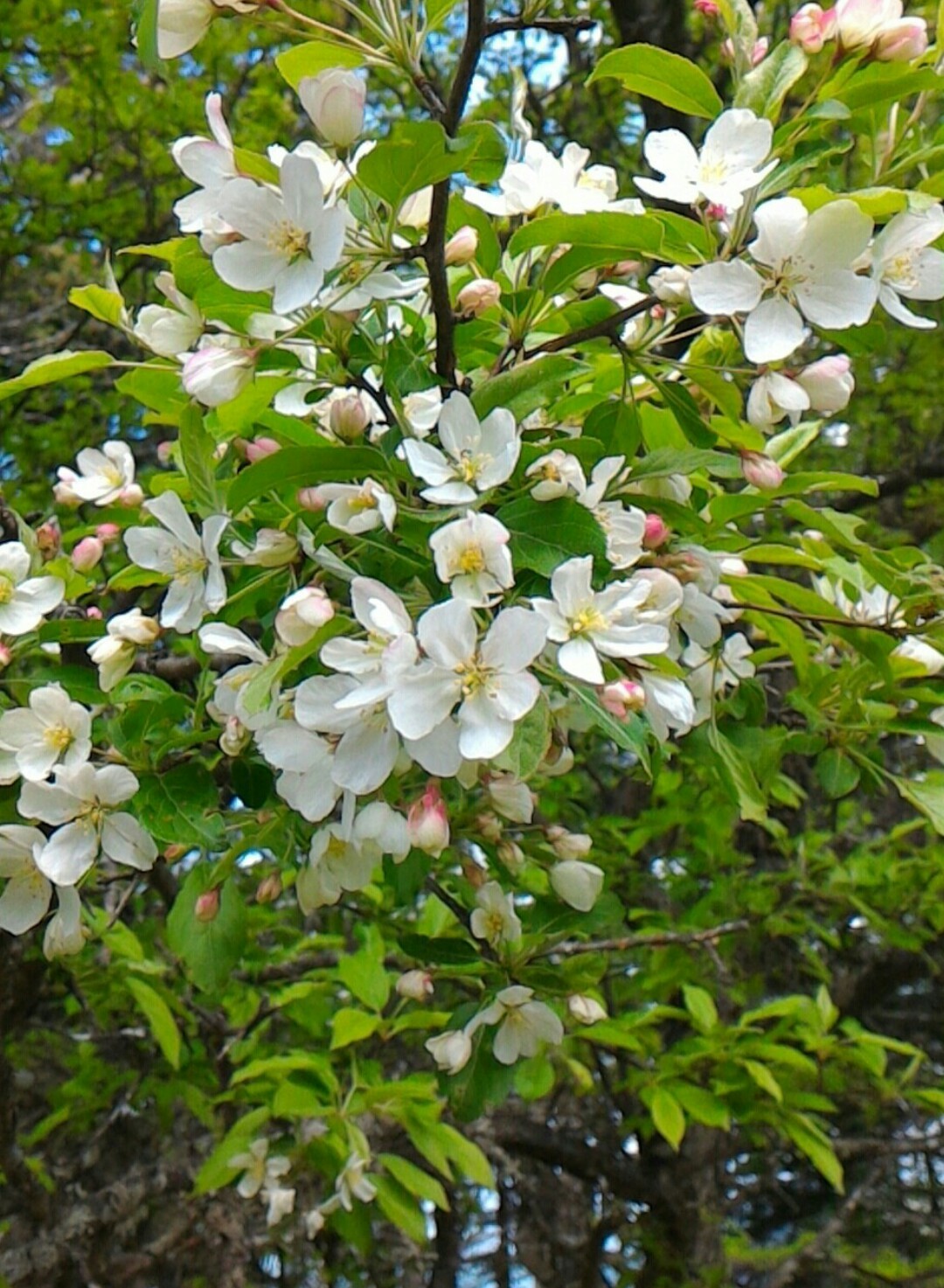 Malus 'White Angel' Care (Watering, Fertilize, Pruning, Propagation ...